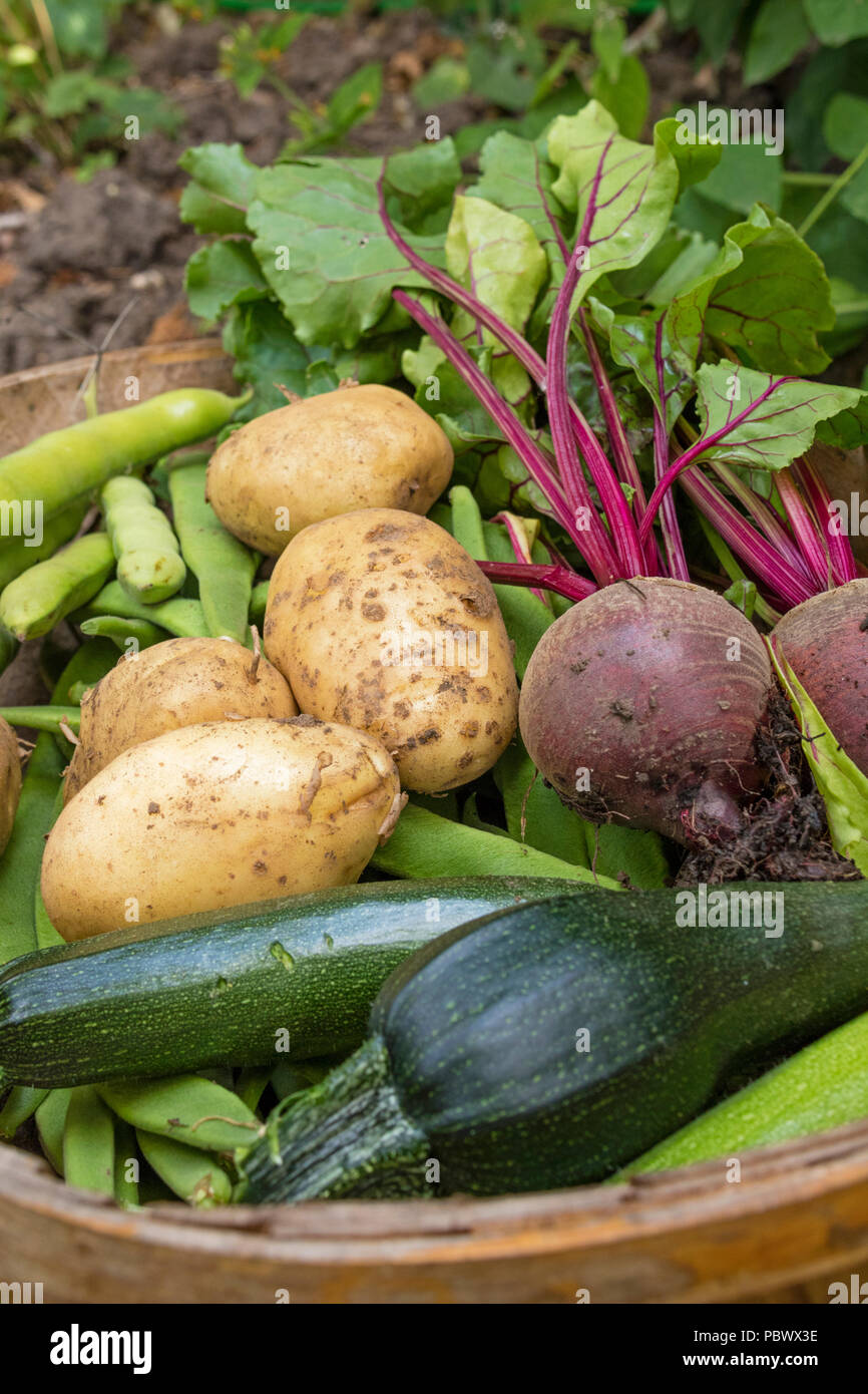 English vegetables patch hi-res stock photography and images - Alamy