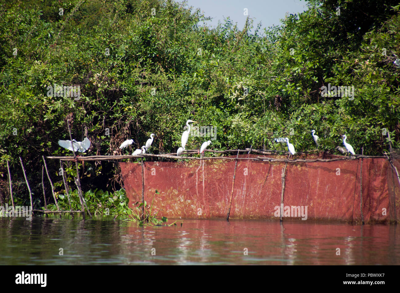 Sangker River, Battambang Province Cambodia, White egrets perched above ...