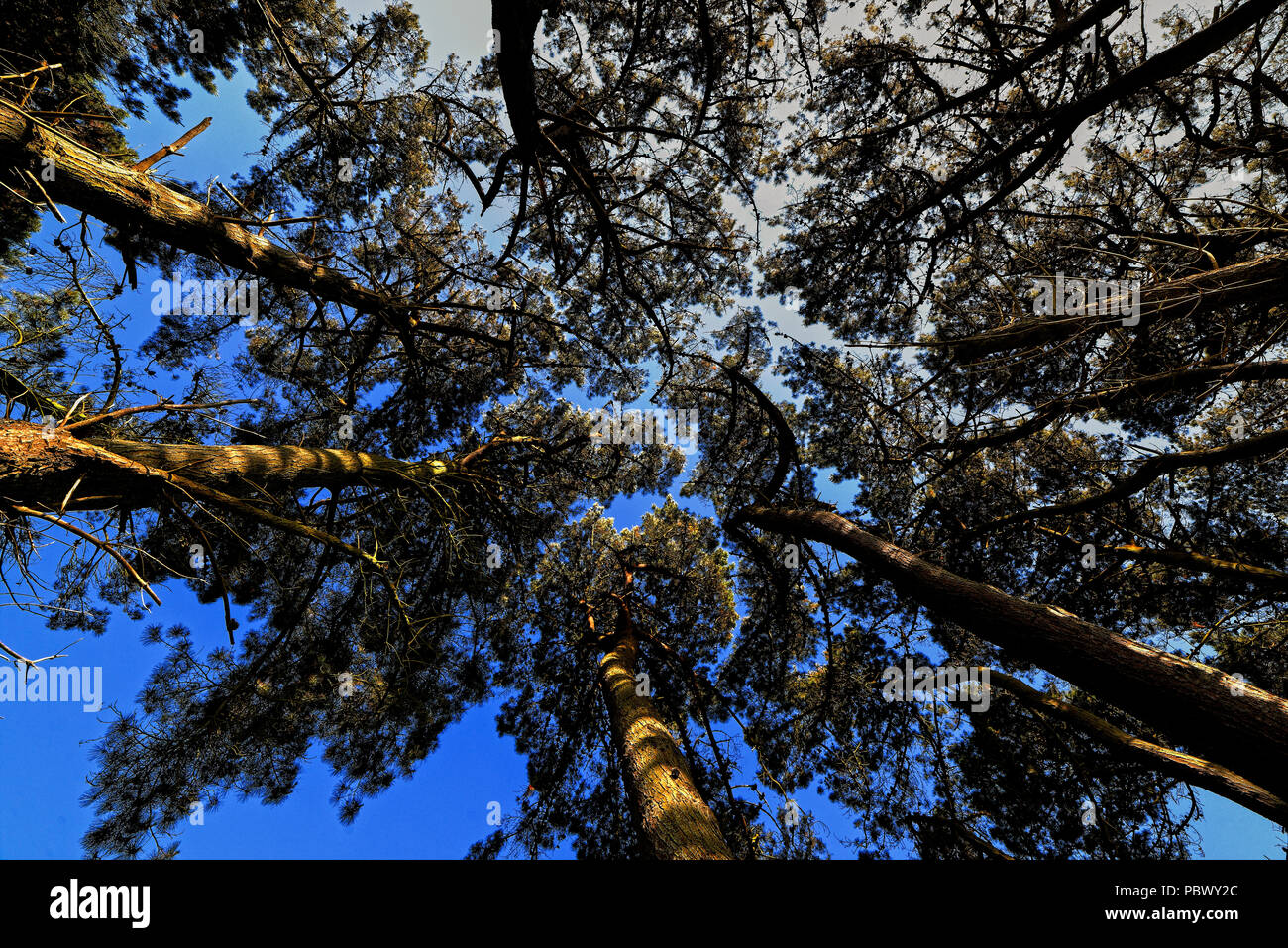 Monterey Pine trees on the banks of Guernsey's reservoir Stock Photo ...