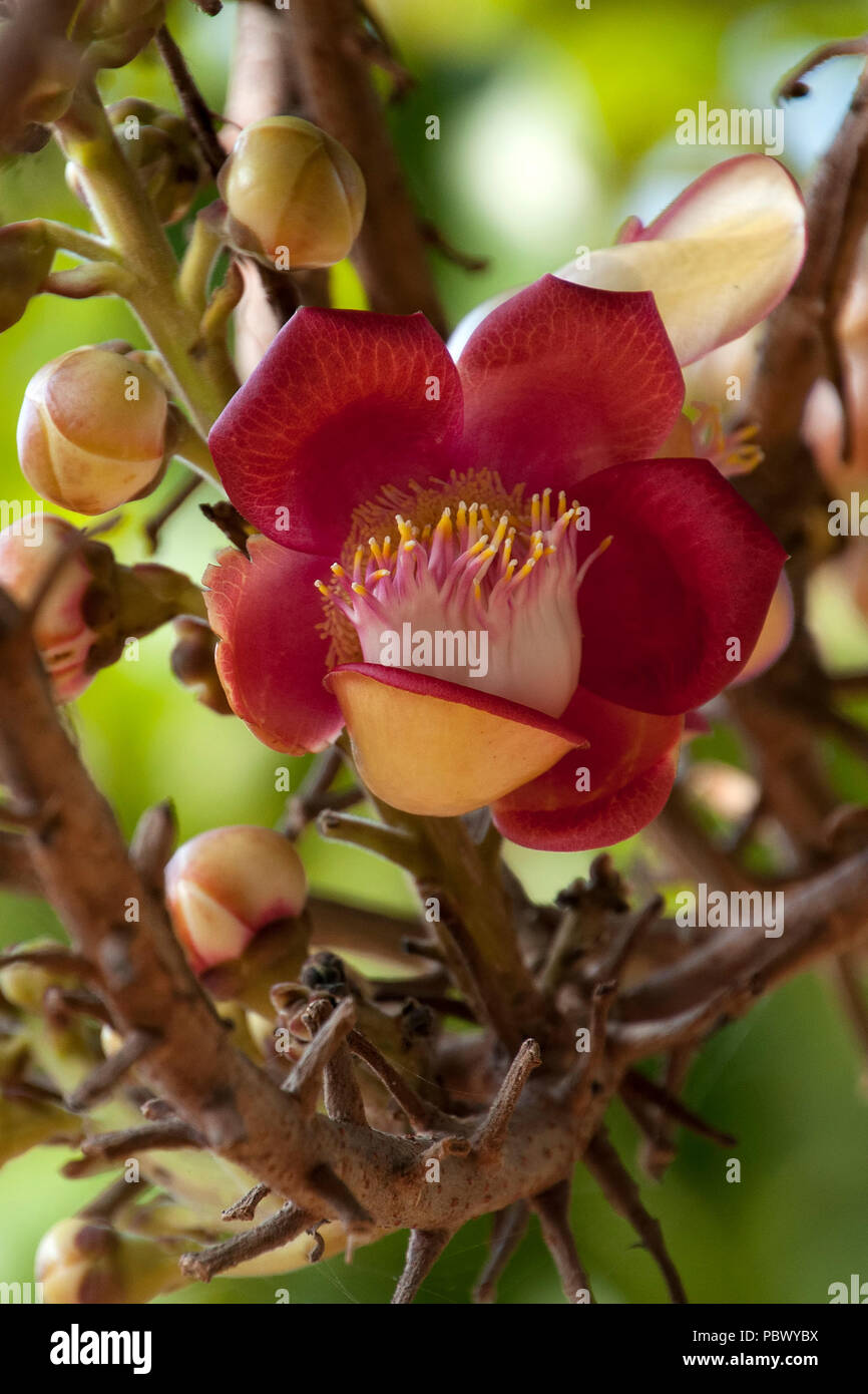 Battambang Cambodia, flower of the Raing Phnom tree often found in ...