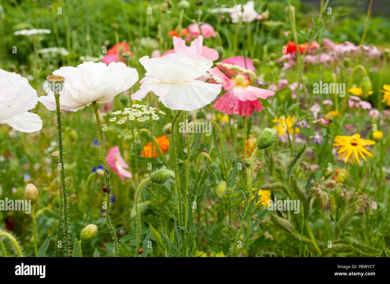 Colurful wildflowers hi-res stock photography and images - Alamy