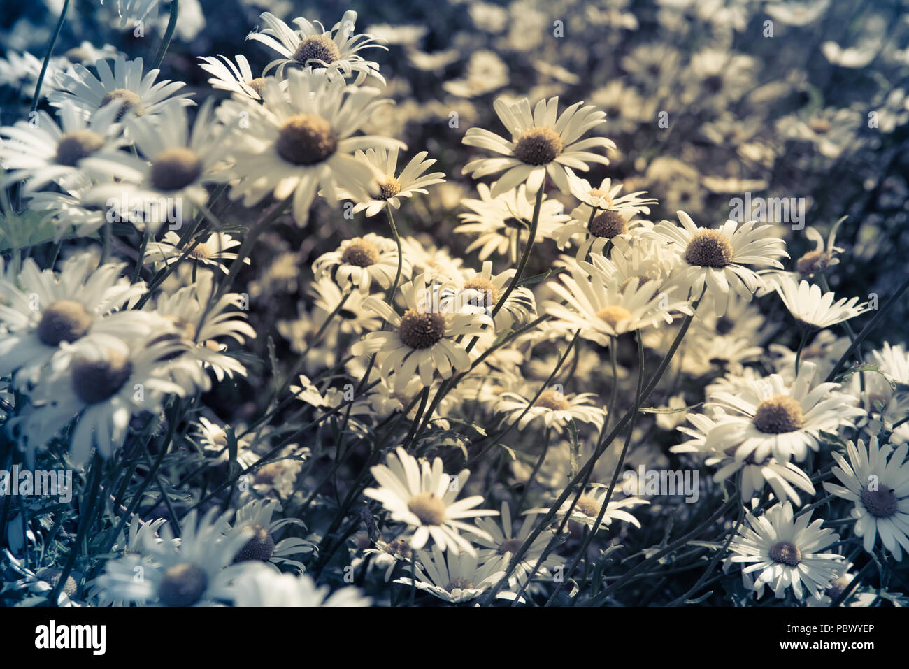 White Chamomile spring background Stock Photo - Alamy