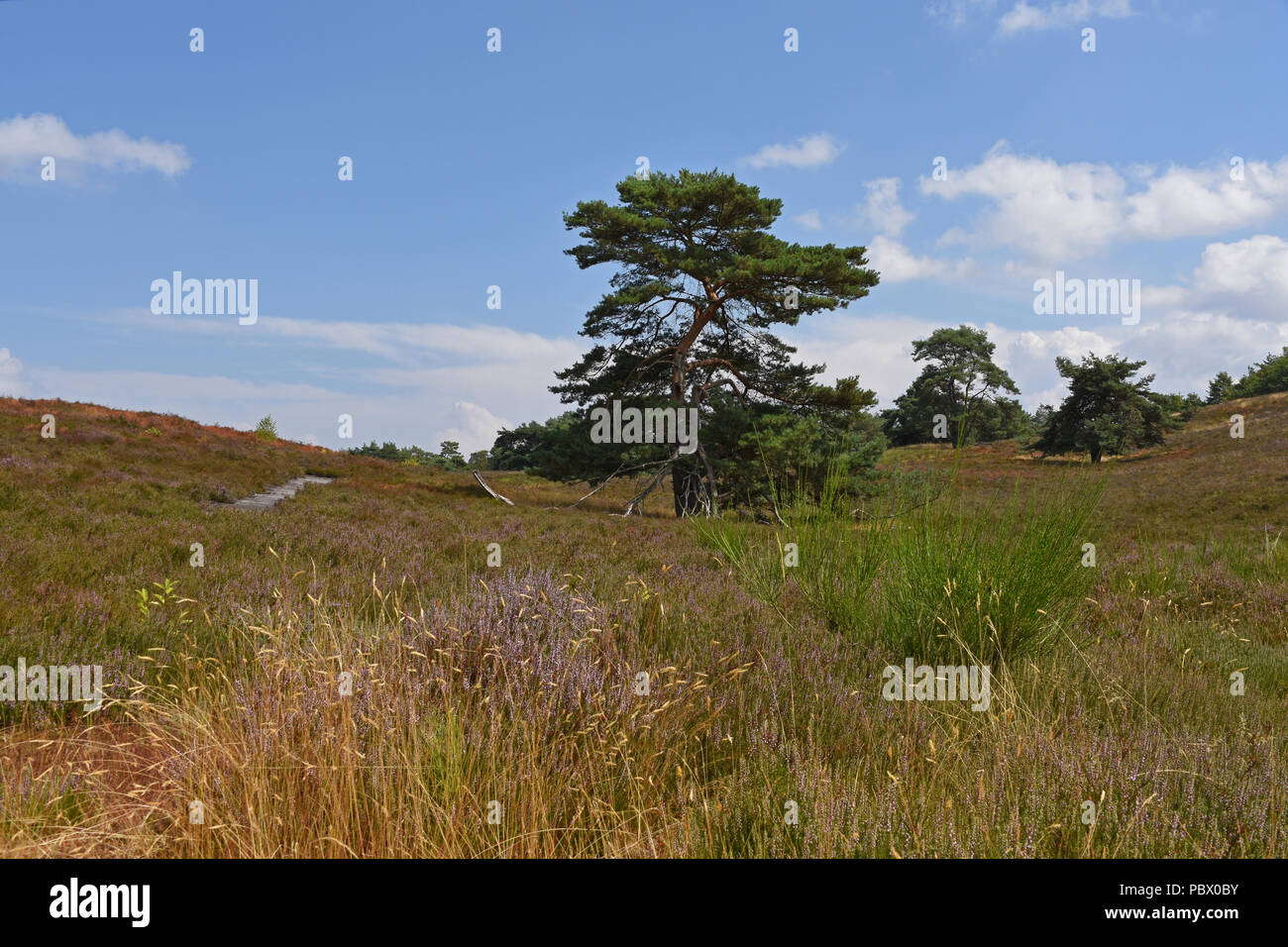 Brunssummerheide in summer, Brunssum, The Netherlands Stock Photo - Alamy