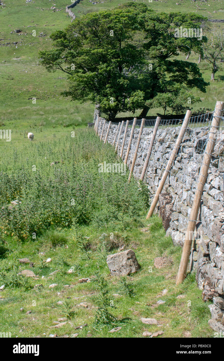 Yorkshire dry stone walling Stock Photo - Alamy