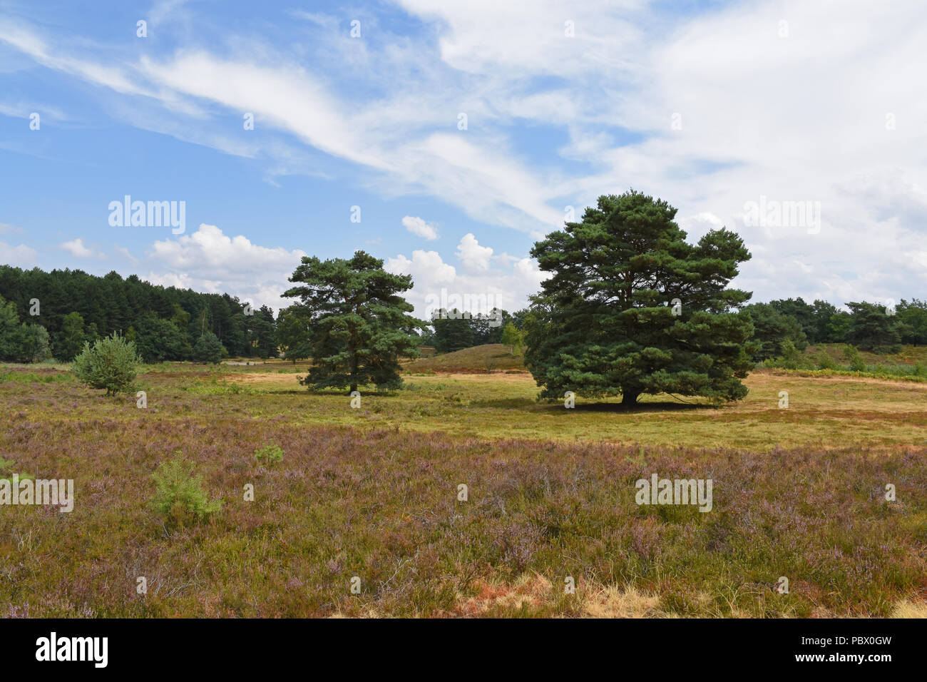 Two trees in Brunssummerheide, Brunssum, The Netherland Stock Photo - Alamy