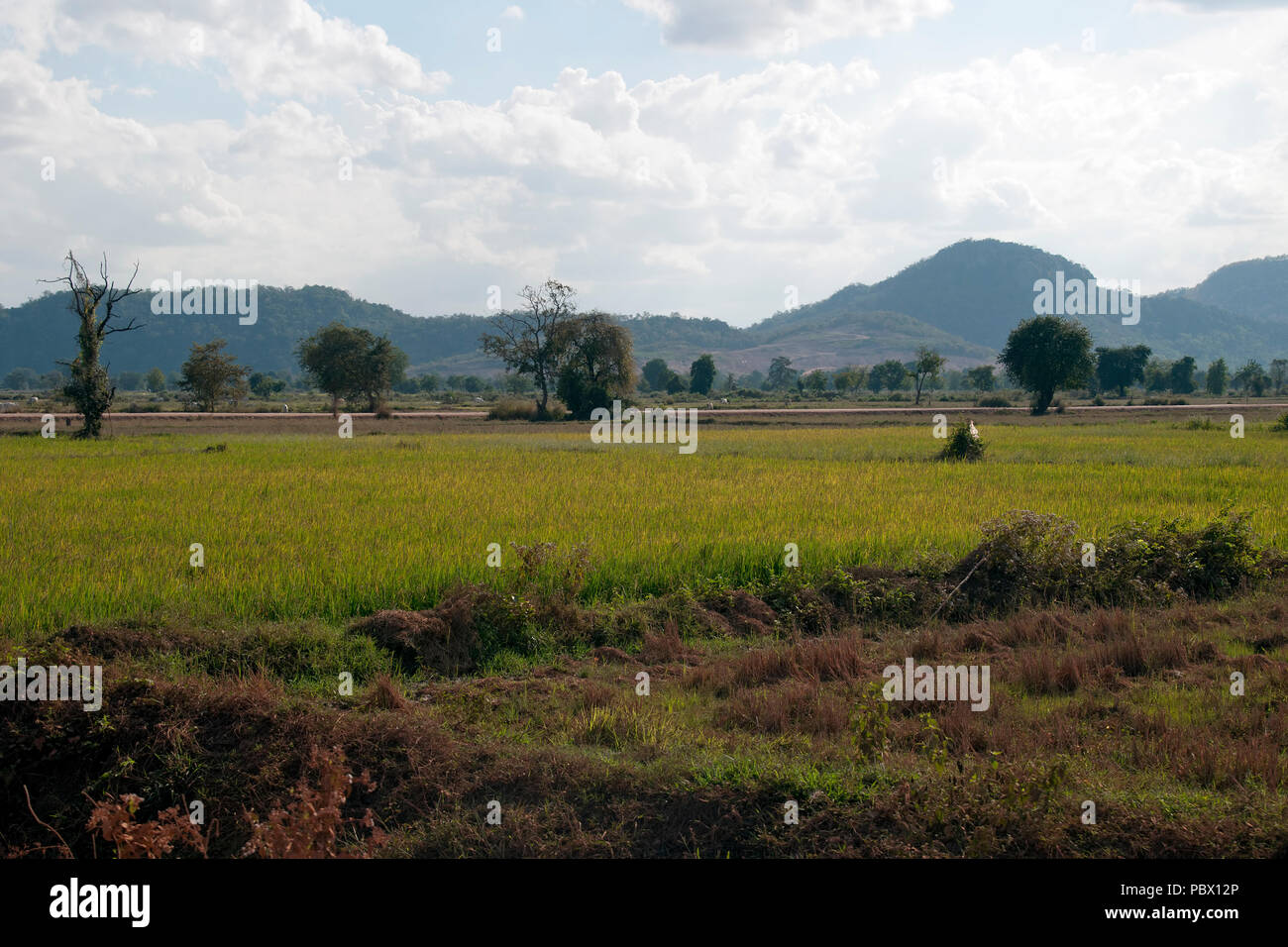 Dry field in cambodia countryside hi-res stock photography and images ...