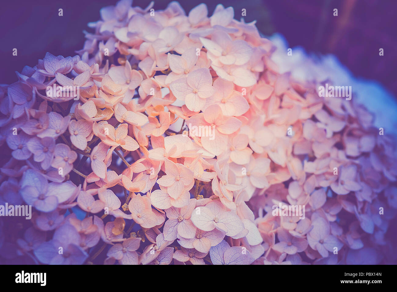 Beautiful photo of lush bunch of small white flowers. Close-up nature ...