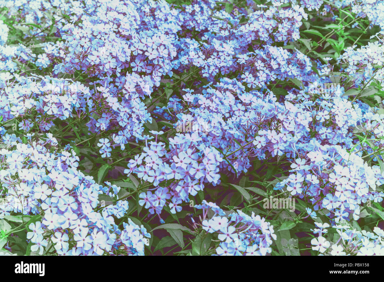 Beautiful flowers of phlox. Beautiful nature scene with blooming garden ...