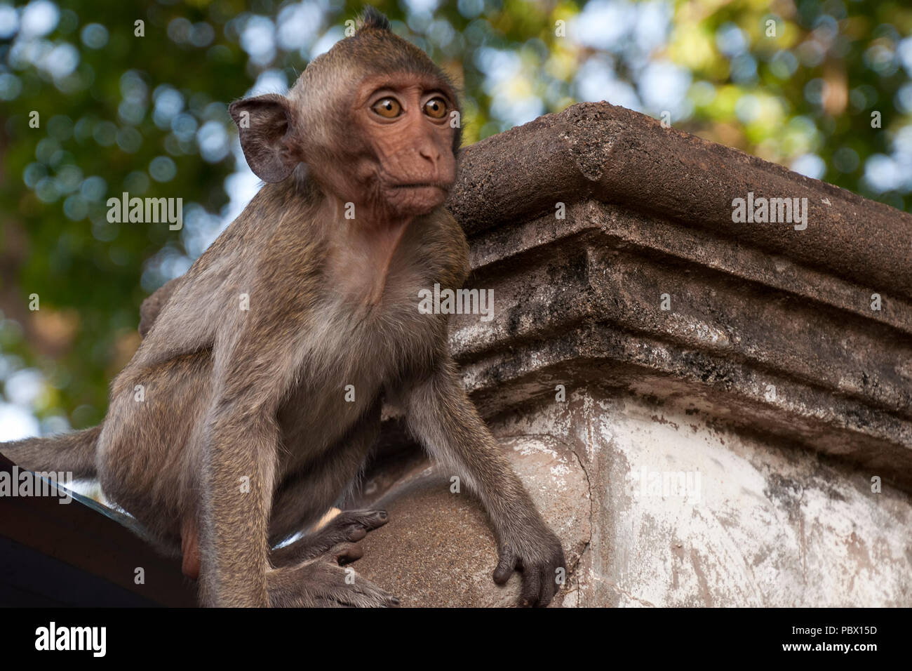 Battambang Cambodia, young monkey getting ready to leap from wall at ...