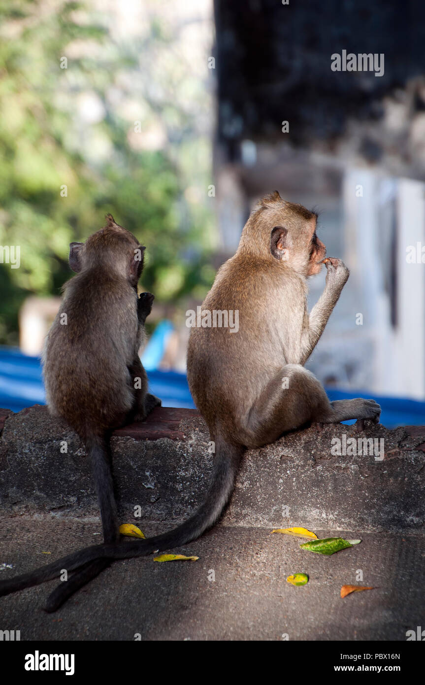 Battambang Cambodia, young monkeys sitting on wall eating at Wat ...