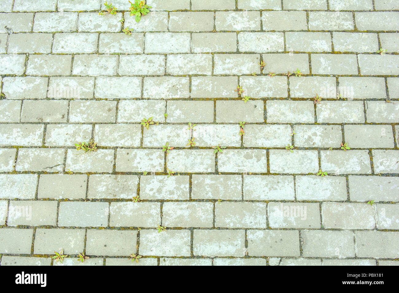Stone pavement with grass texture. Top view on cobblestoned pavement ...