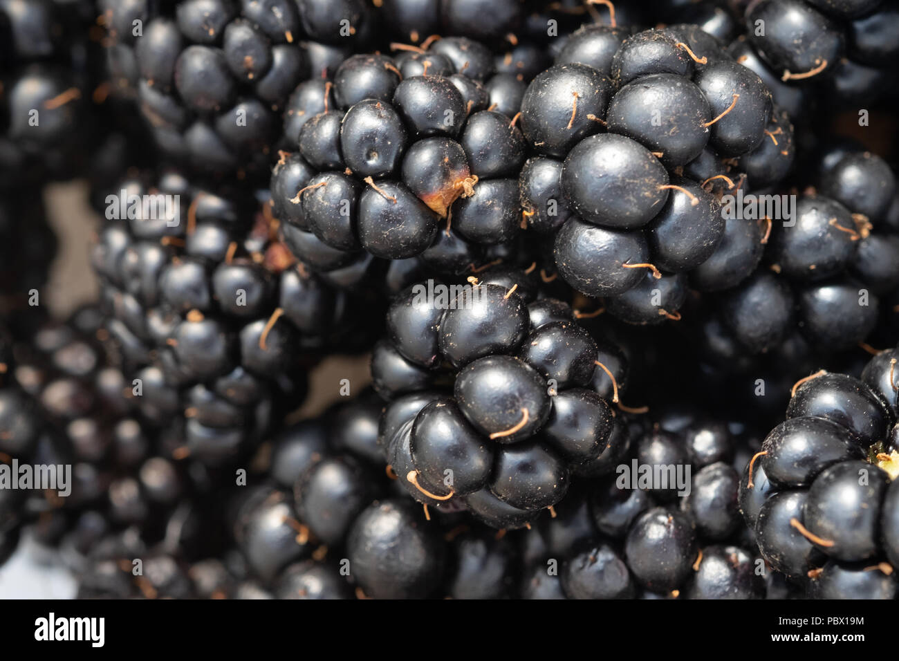 A small group of delicious wild blackberries freshly picked from an ...