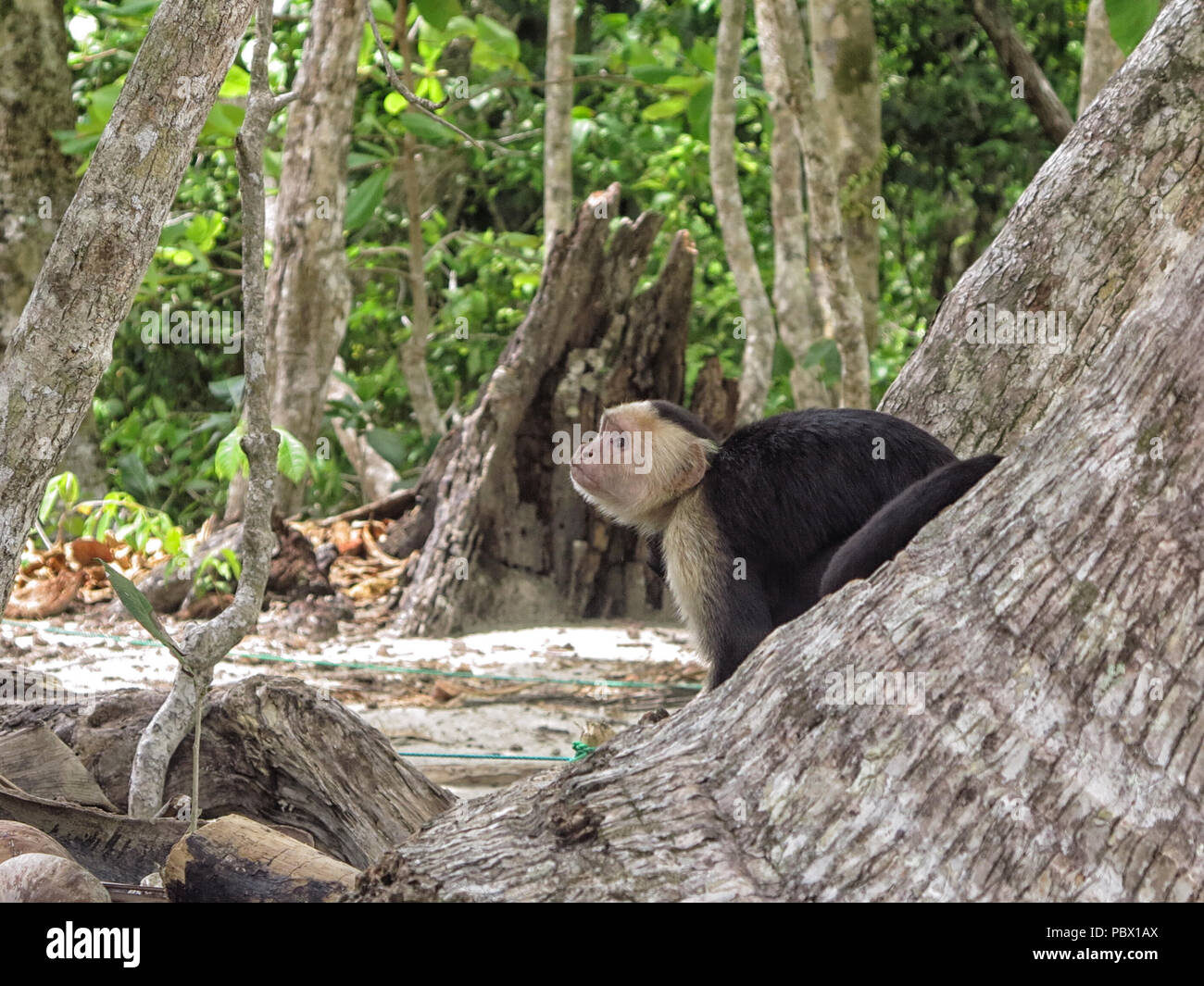 Monkey palm hi-res stock photography and images - Alamy