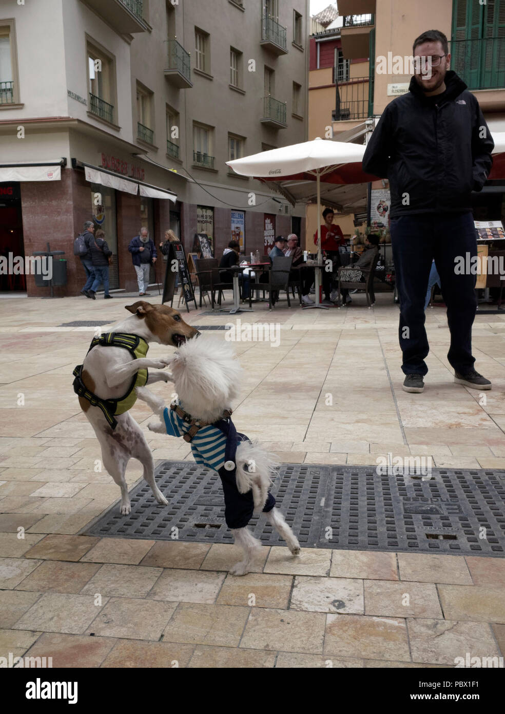 Dogs play fighting hi-res stock photography and images - Alamy