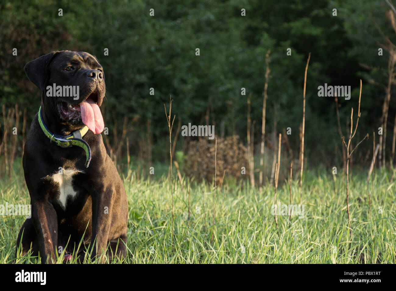 Breed cane corso hi-res stock photography and images - Alamy