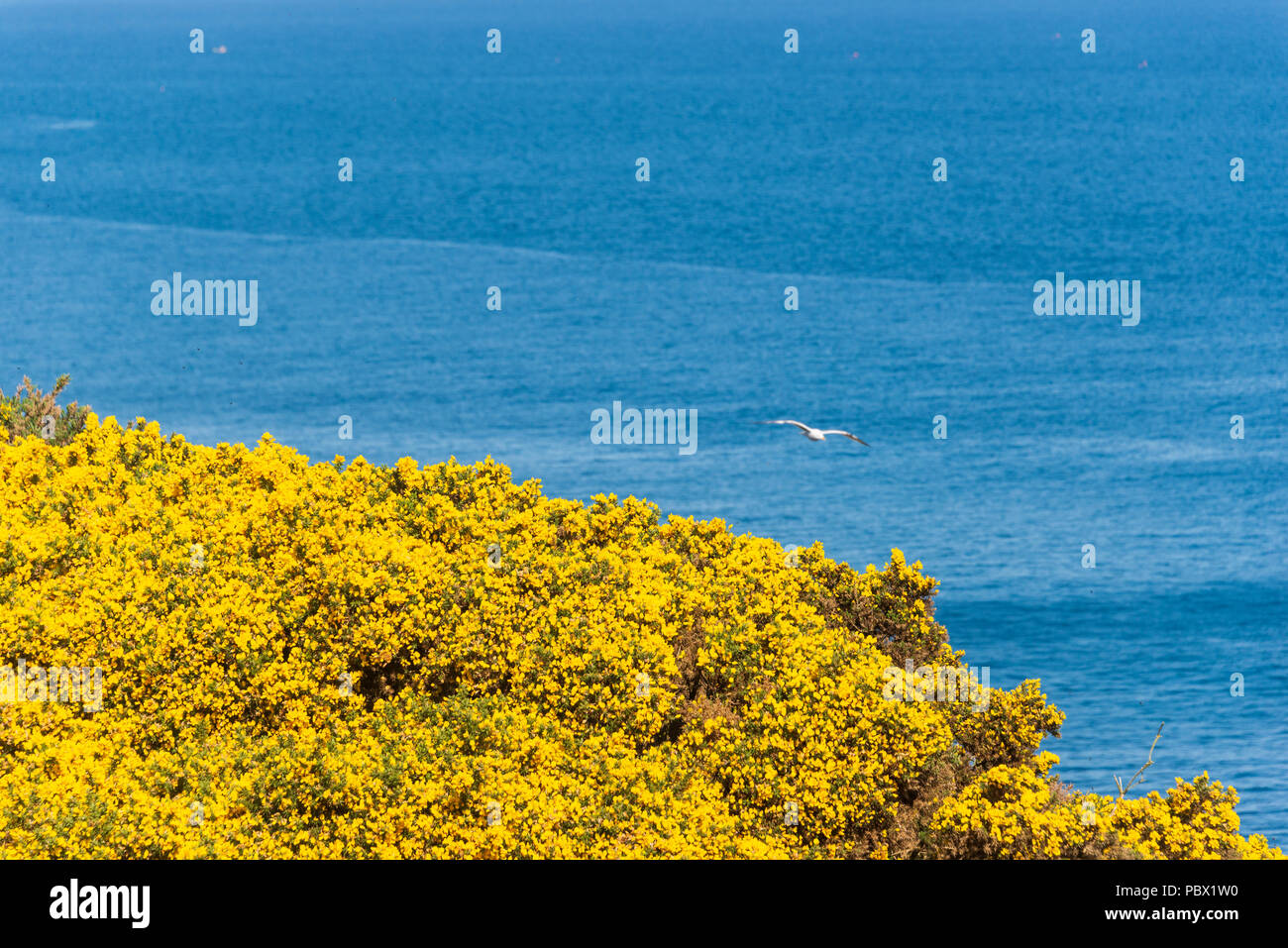 views of Cullen Bay and cliffs Stock Photo - Alamy
