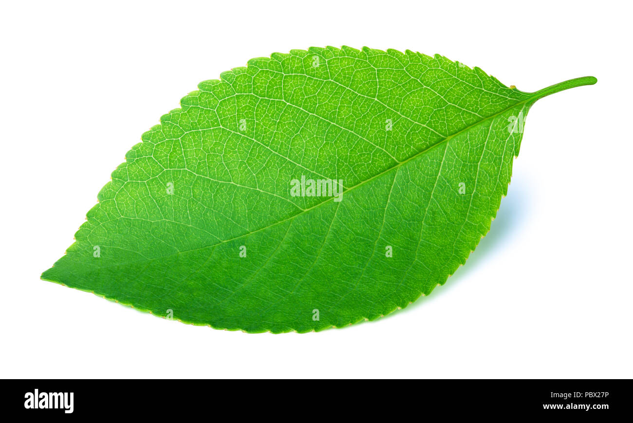 Cherry leaf isolated on white Stock Photo - Alamy