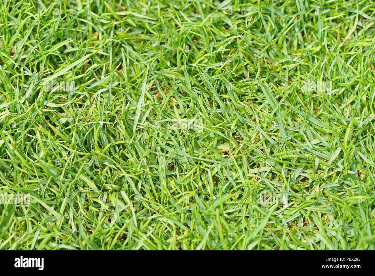 Green grass lawn close up texture background Stock Photo - Alamy