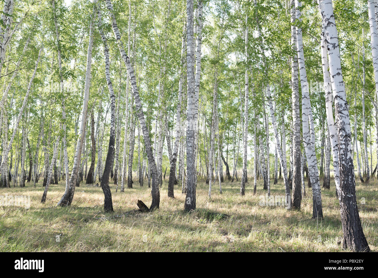 Spring birch forest Stock Photo - Alamy