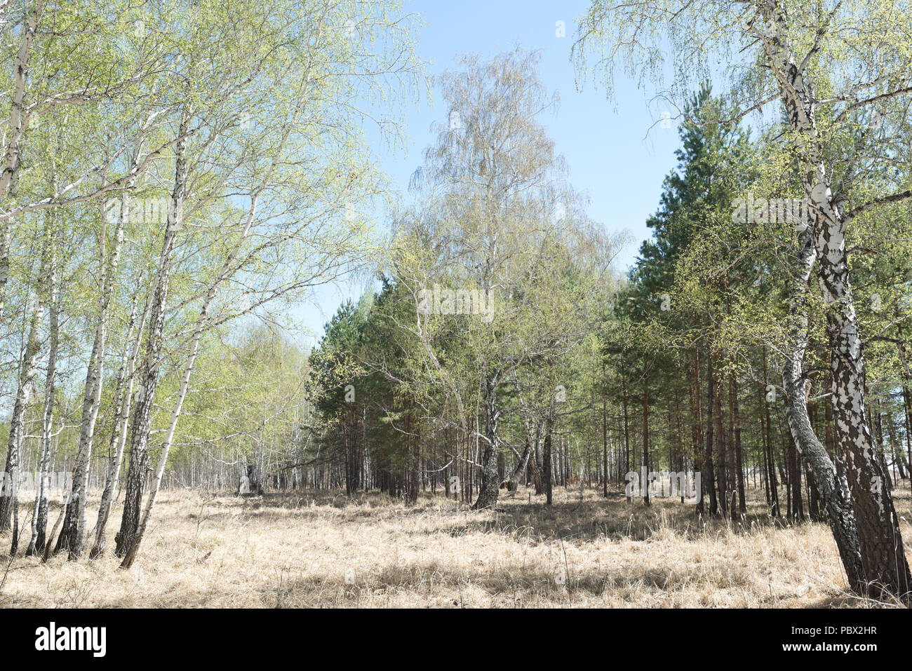 Spring birch forest Stock Photo - Alamy