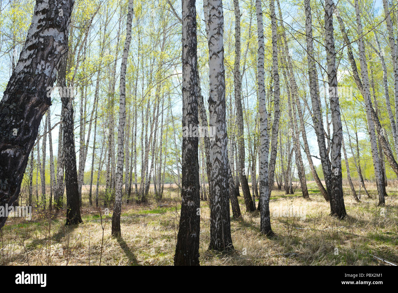 Spring birch forest Stock Photo - Alamy