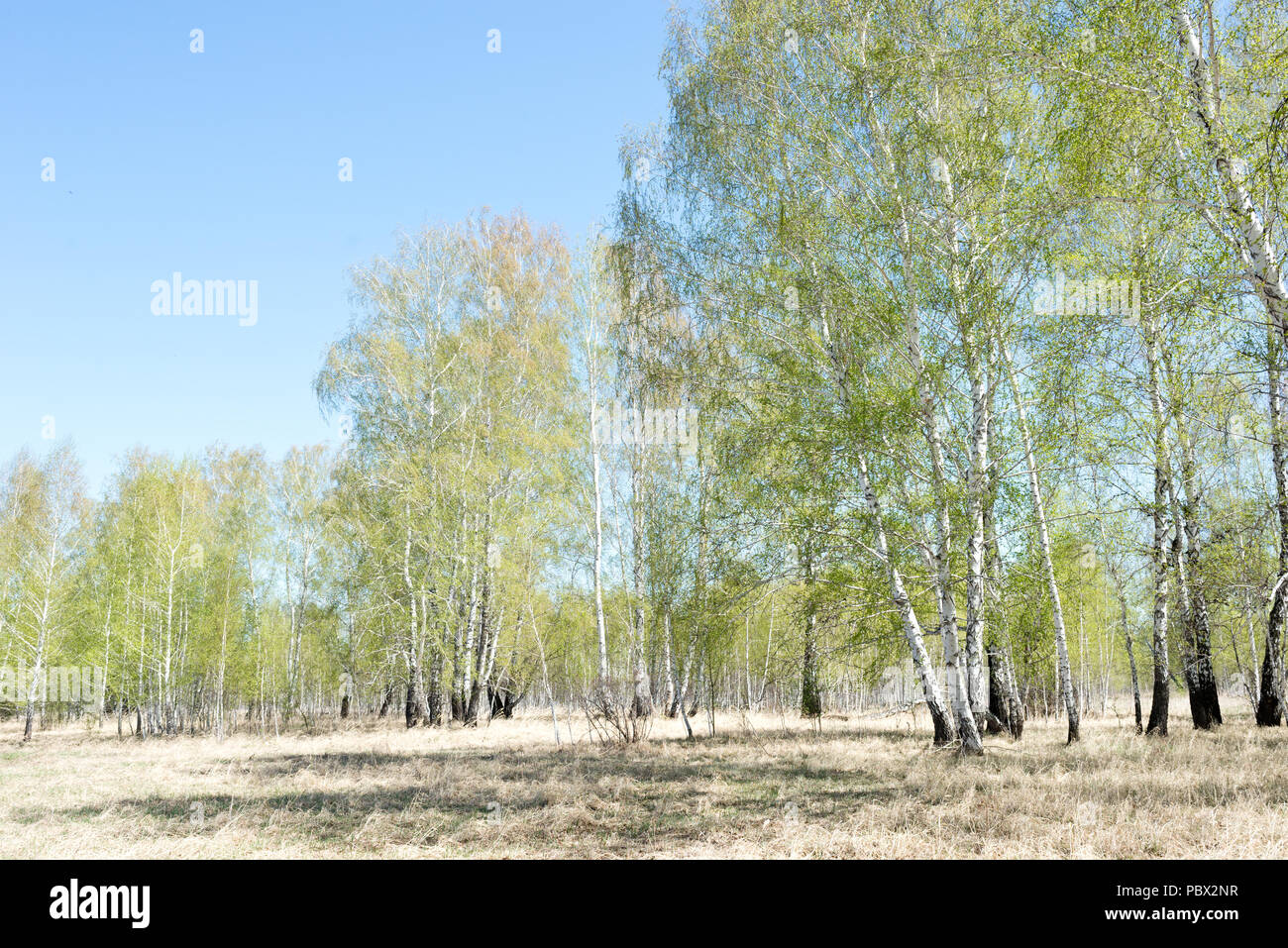 Spring birch forest Stock Photo - Alamy