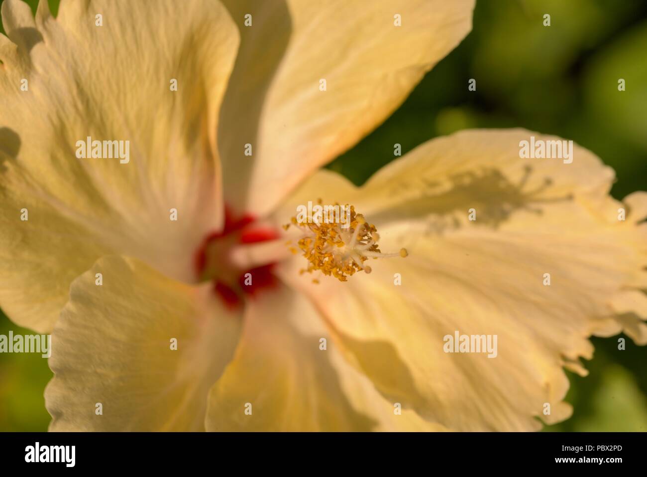 Hibiscus flower closeup hi-res stock photography and images - Alamy
