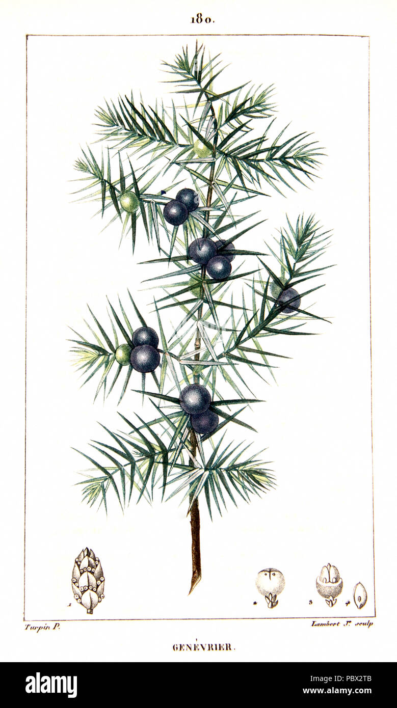 Botanical Drawing Juniper Plant Stock Photos & Botanical Drawing ...