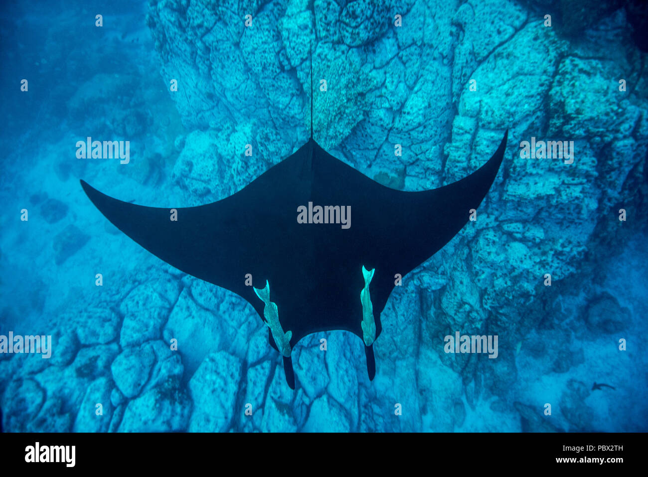 Giant pacific manta ray revillagigedo hi-res stock photography and ...