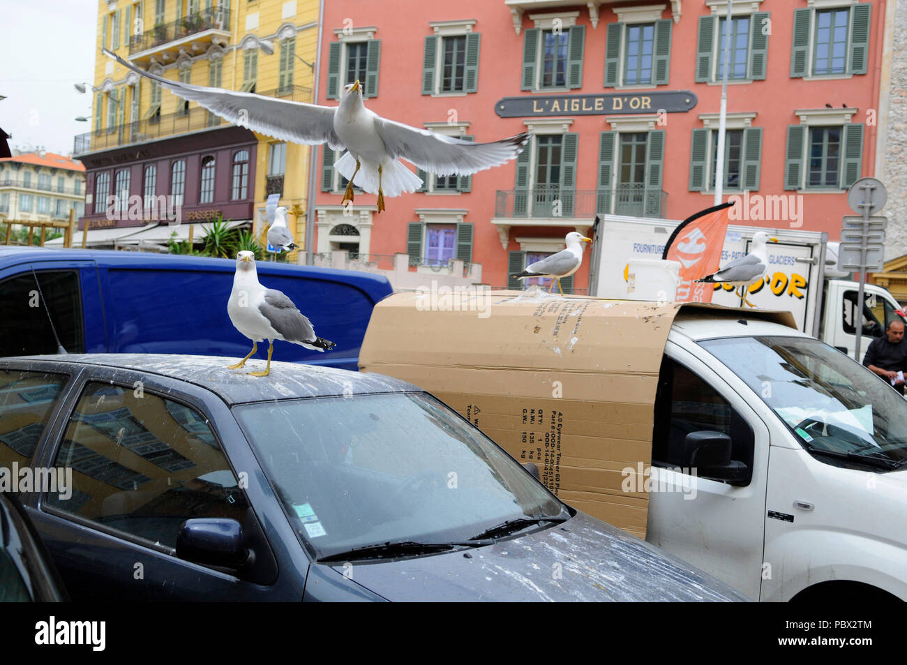 Gull droppings on cars in town - France Stock Photo - Alamy