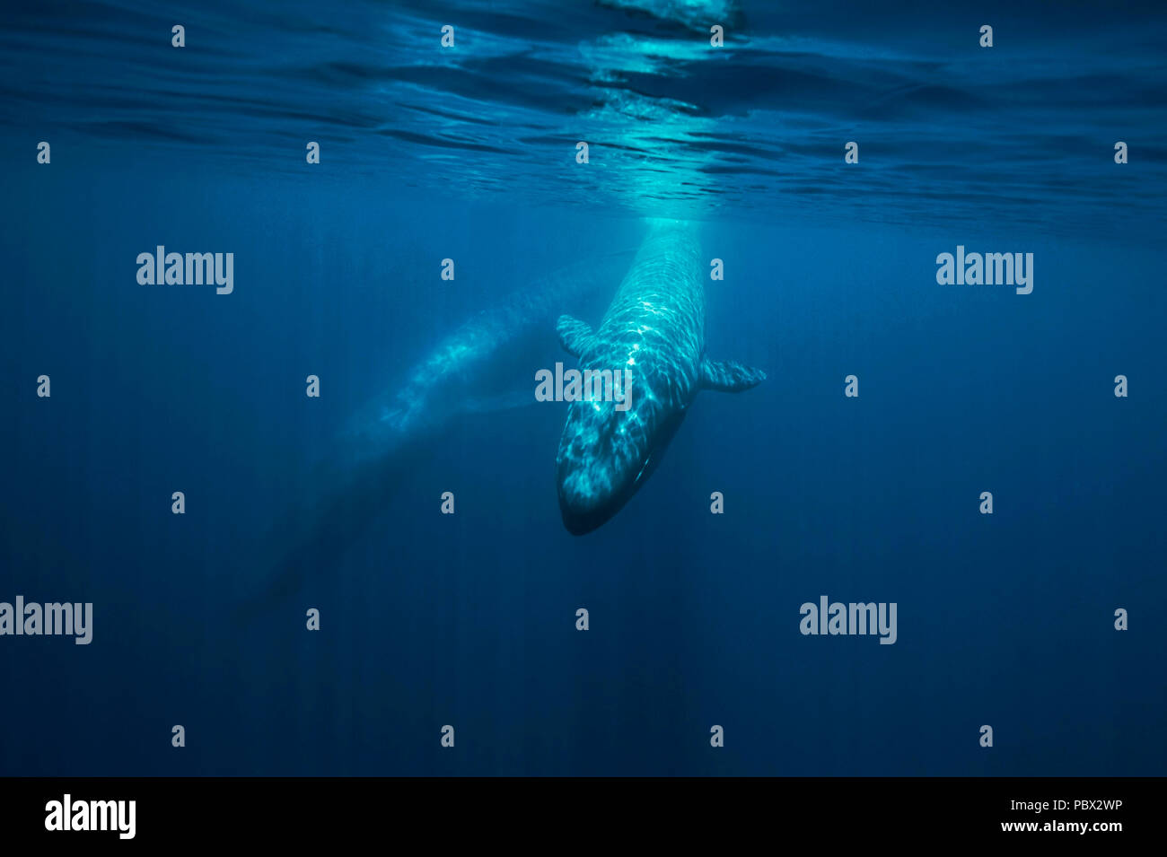 Blue whales (Balaenoptera musculus), mother and young, Terceira Island ...