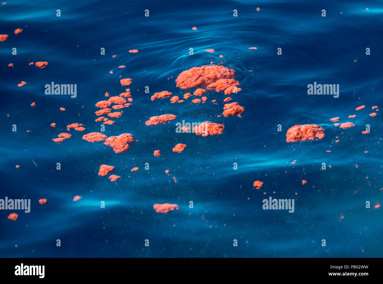 Whale ingestion hi-res stock photography and images - Alamy