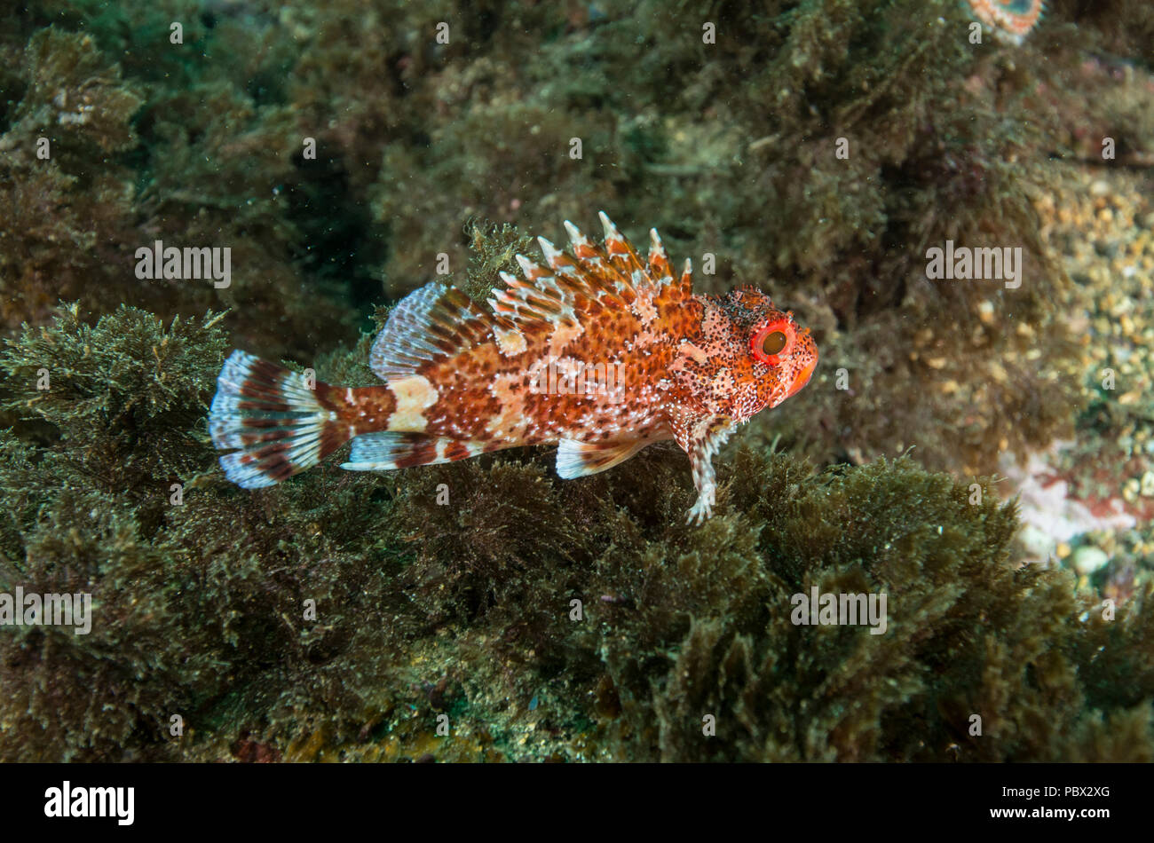 Rockfish species hi-res stock photography and images - Alamy
