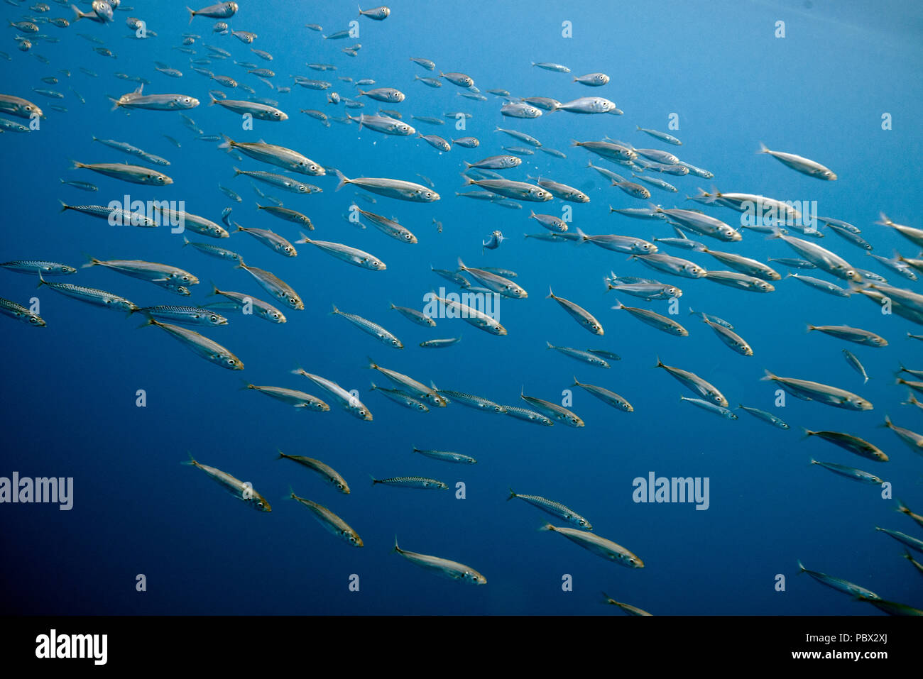 Trachurus fish hi-res stock photography and images - Alamy