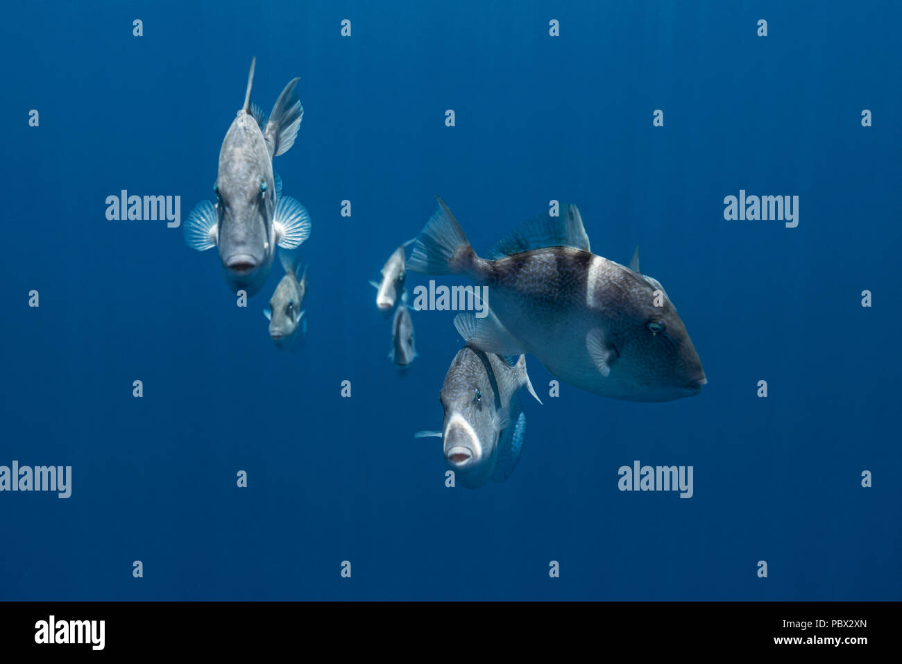 Ocean Triggerfishes (Canthidermis sufflamen), Terceira Island, Azores ...