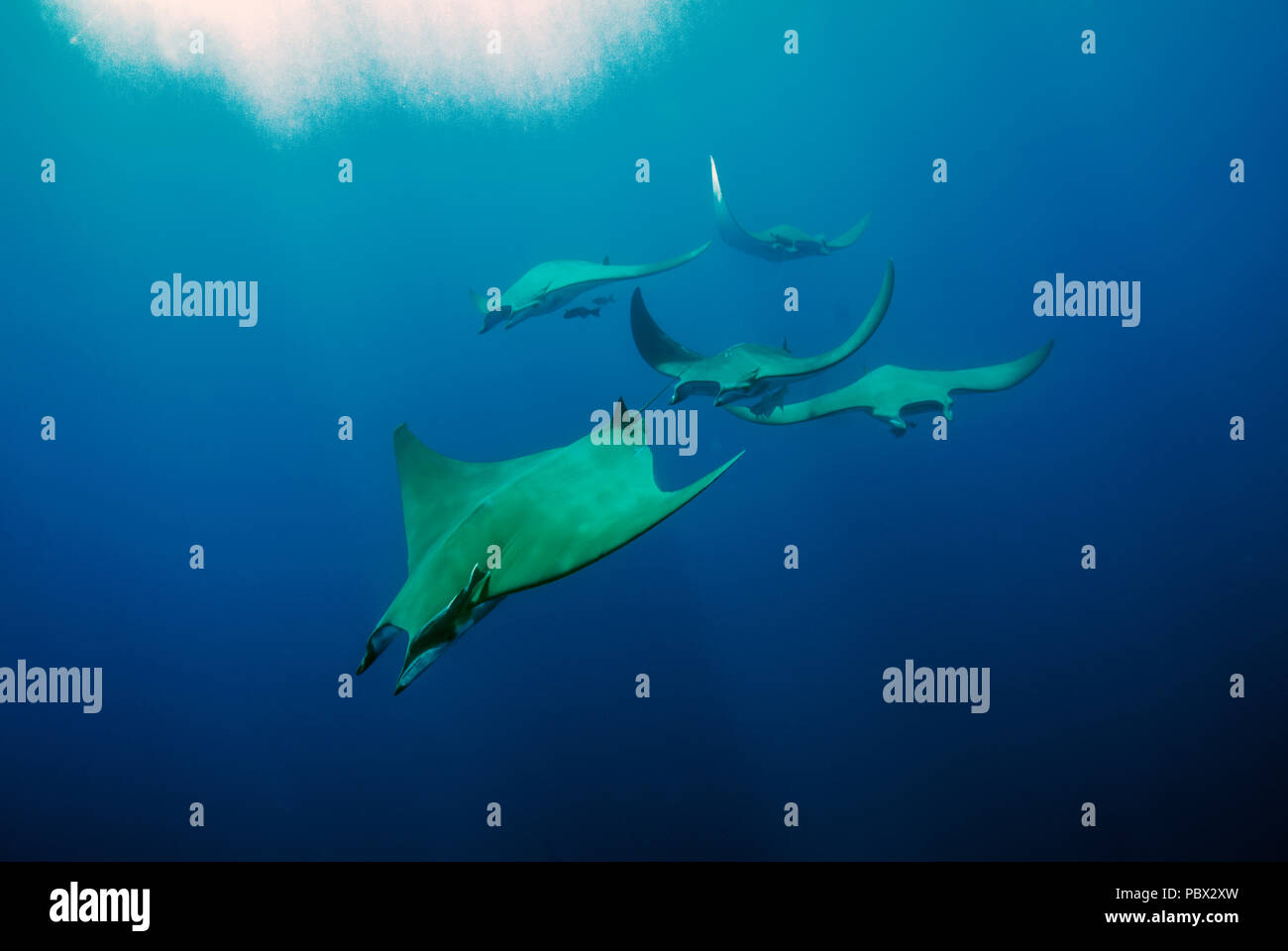 Chondrichthyes devil rays hi-res stock photography and images - Alamy