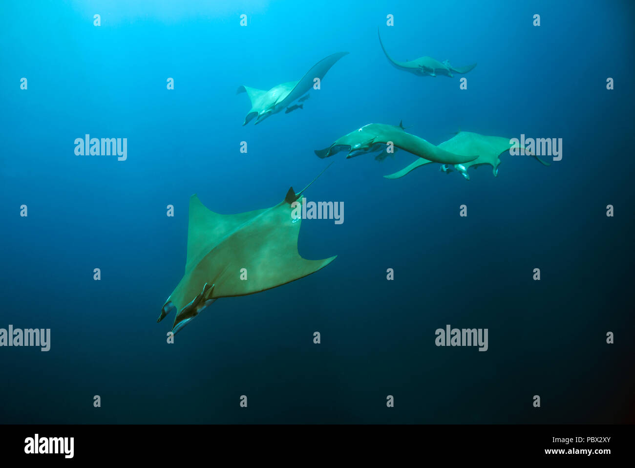 Devilray mobula sp hi-res stock photography and images - Alamy