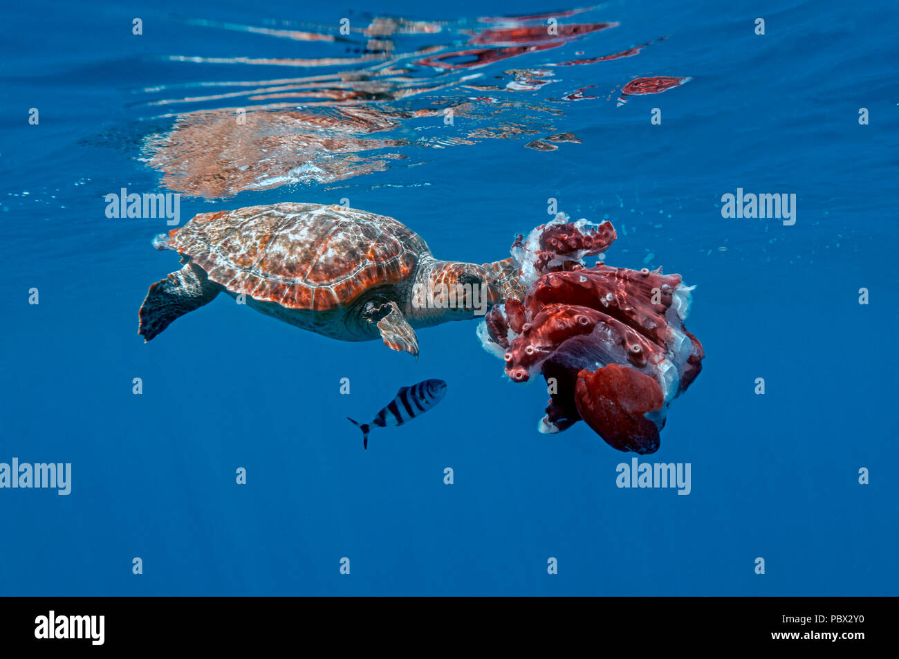 Loggerhead turtle (Caretta caretta) eating a seven-arm octopus ...