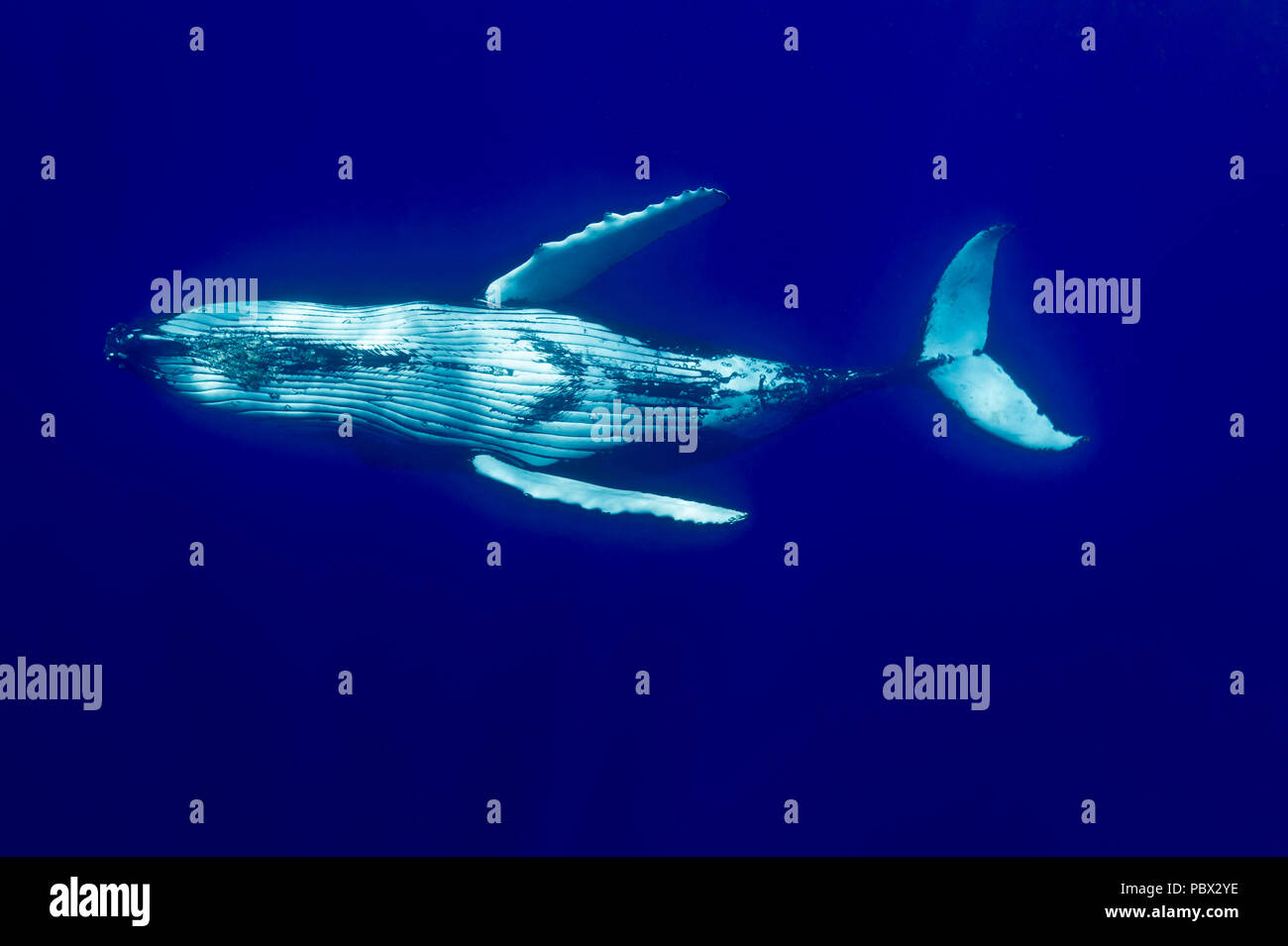 Tonga fauna hi-res stock photography and images - Alamy