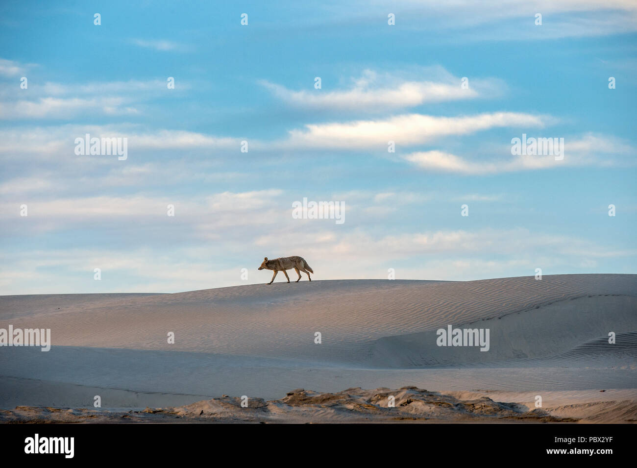 Coyote (Canis latrans) in sand dunes, Baja California, Mexico Stock ...