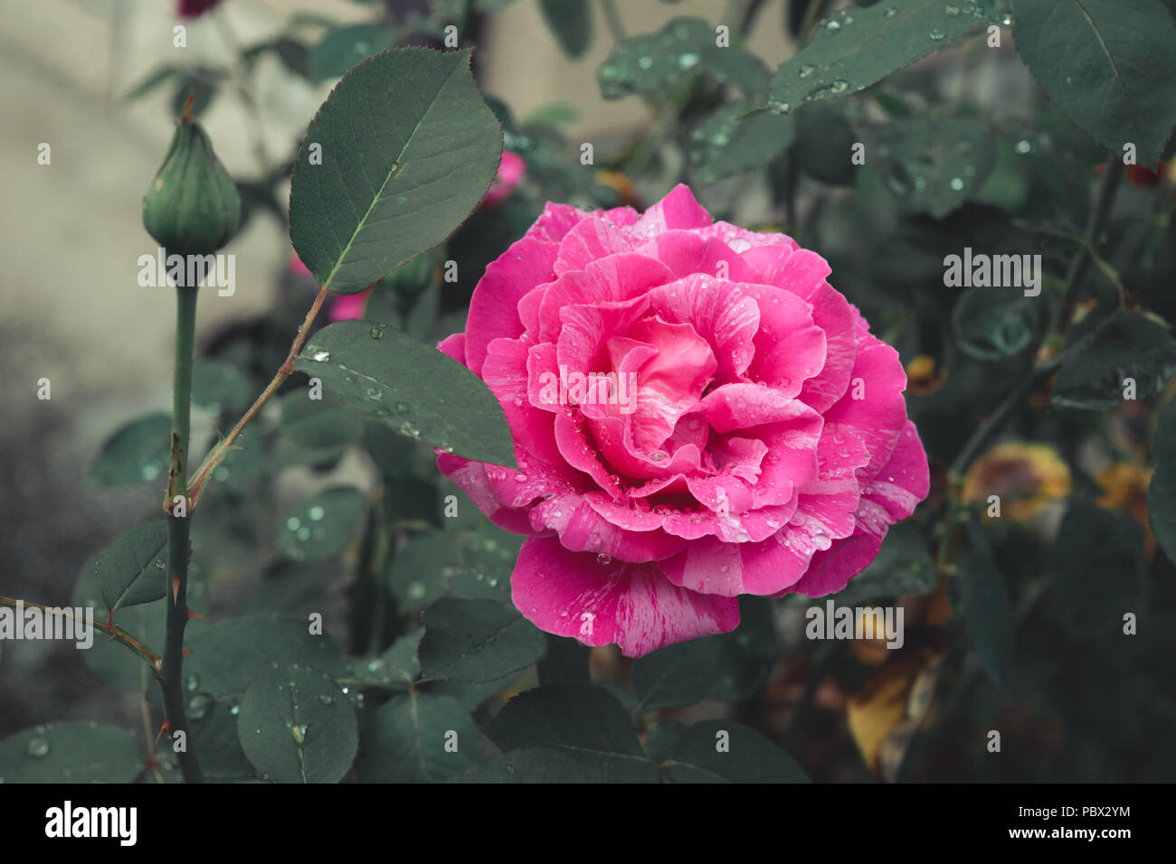 Pink rose in the garden. Natural green background Stock Photo - Alamy