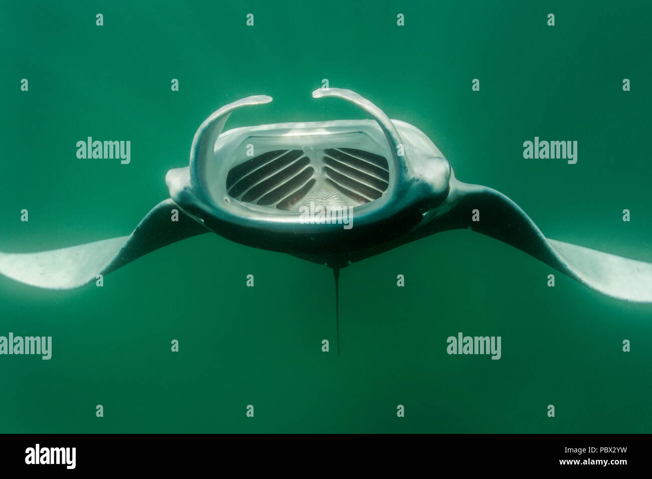 Pacific reef manta ray (Manta Alfredi) French Polynesia Stock Photo - Alamy