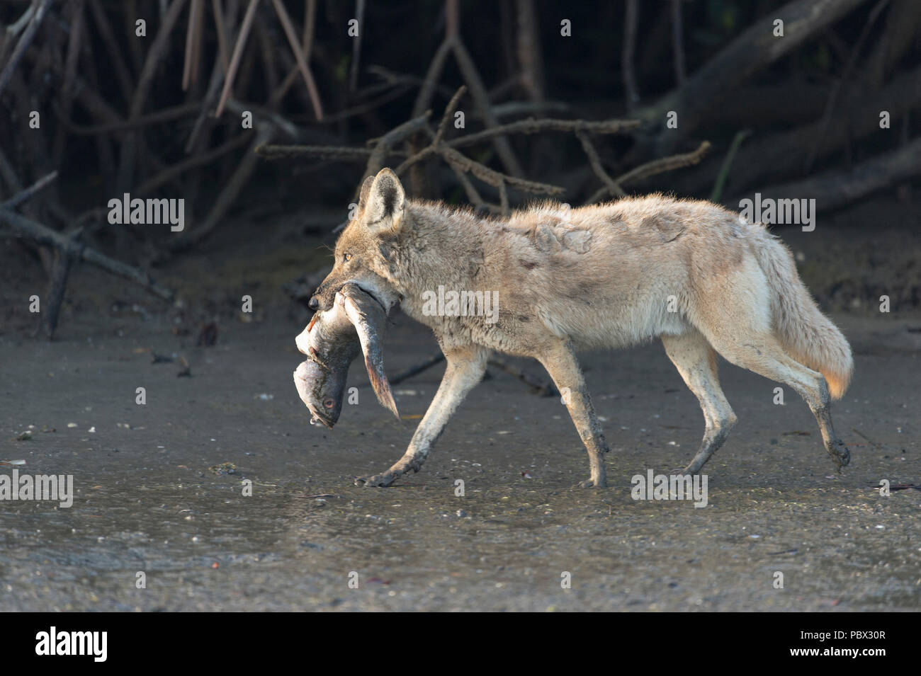 Coyote (Canis latrans) with fish in the mangroves, Baja California ...
