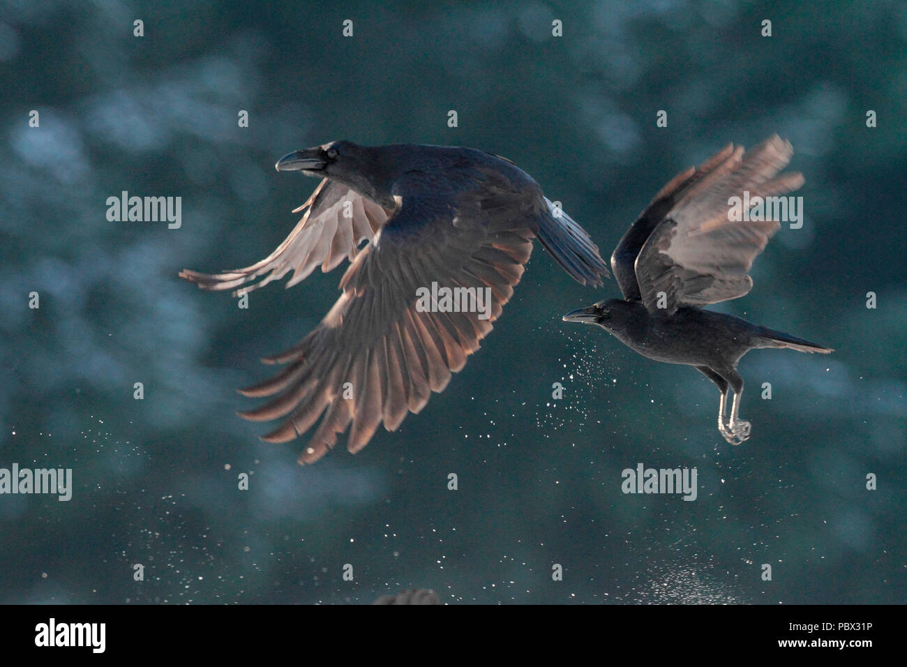 Raven (Corvus corax) and Carrion Crow (Corvus corone) in flight - Size ...