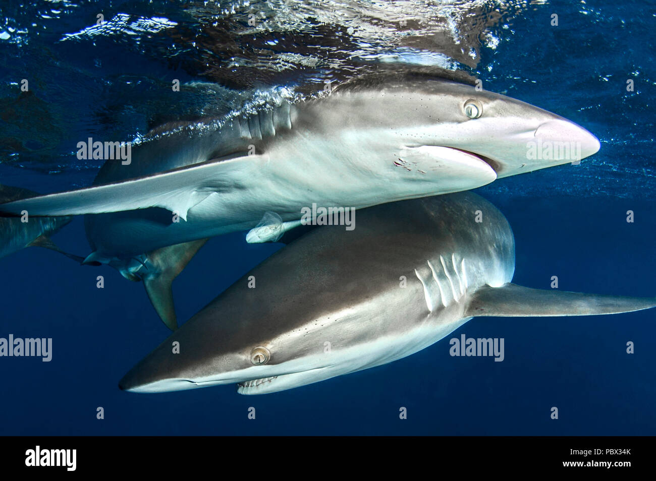 Carcharhinus falciformis red sea hi-res stock photography and images ...