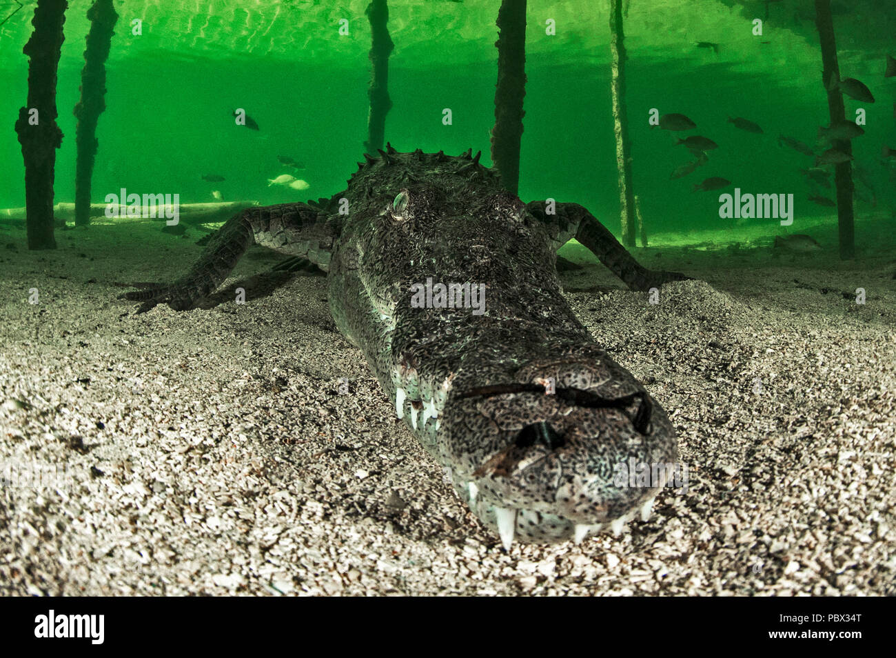 Alligator under water hi-res stock photography and images - Alamy