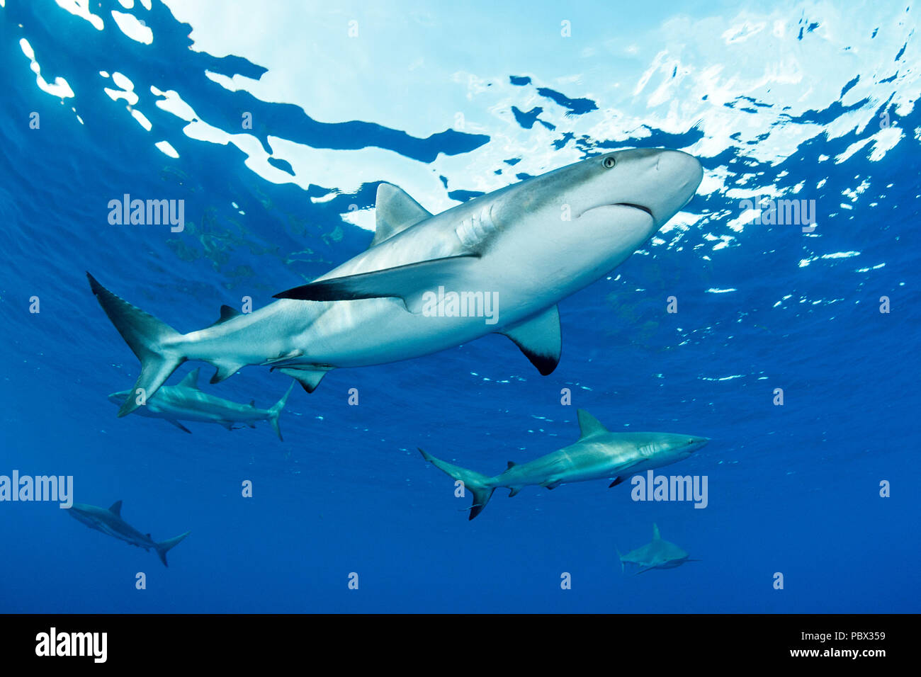 Caribbean reef sharks cuba hi-res stock photography and images - Alamy