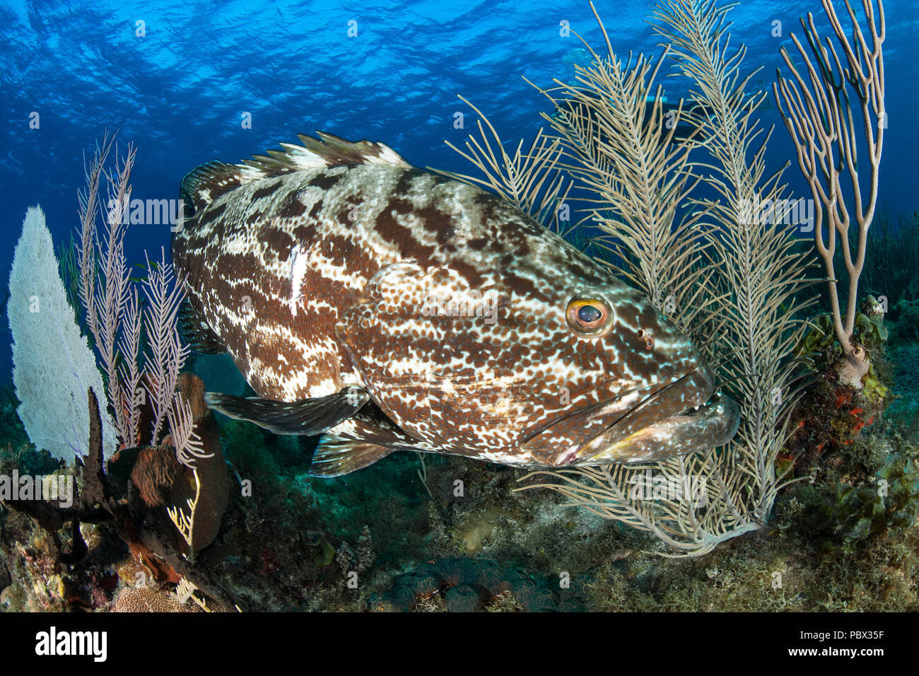 Black Grouper High Resolution Stock Photography and Images - Alamy