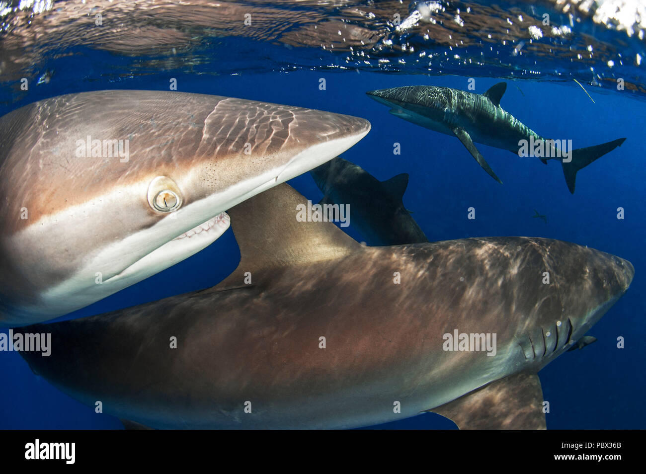 Carcharhinus falciformis red sea hi-res stock photography and images ...