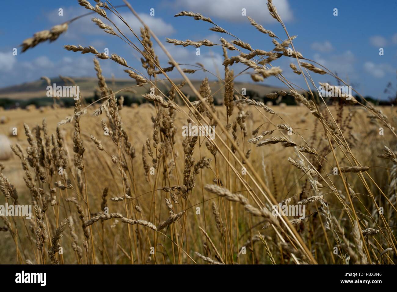 Hay bales in fields of lewes in Sussex Stock Photo - Alamy